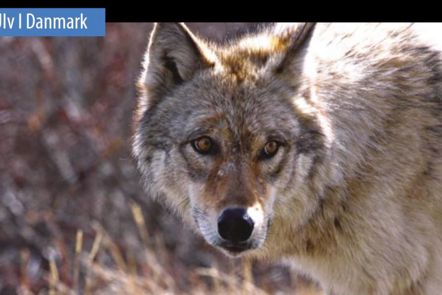 Ulv i Danmark