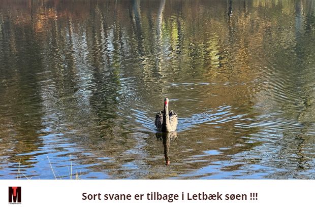 Er sort svane tilbage i Letbæk søen!